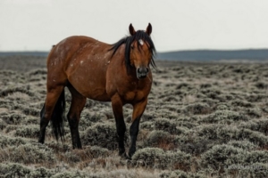 Pilot Butte Wild Horse Scenic Tour, Wyoming